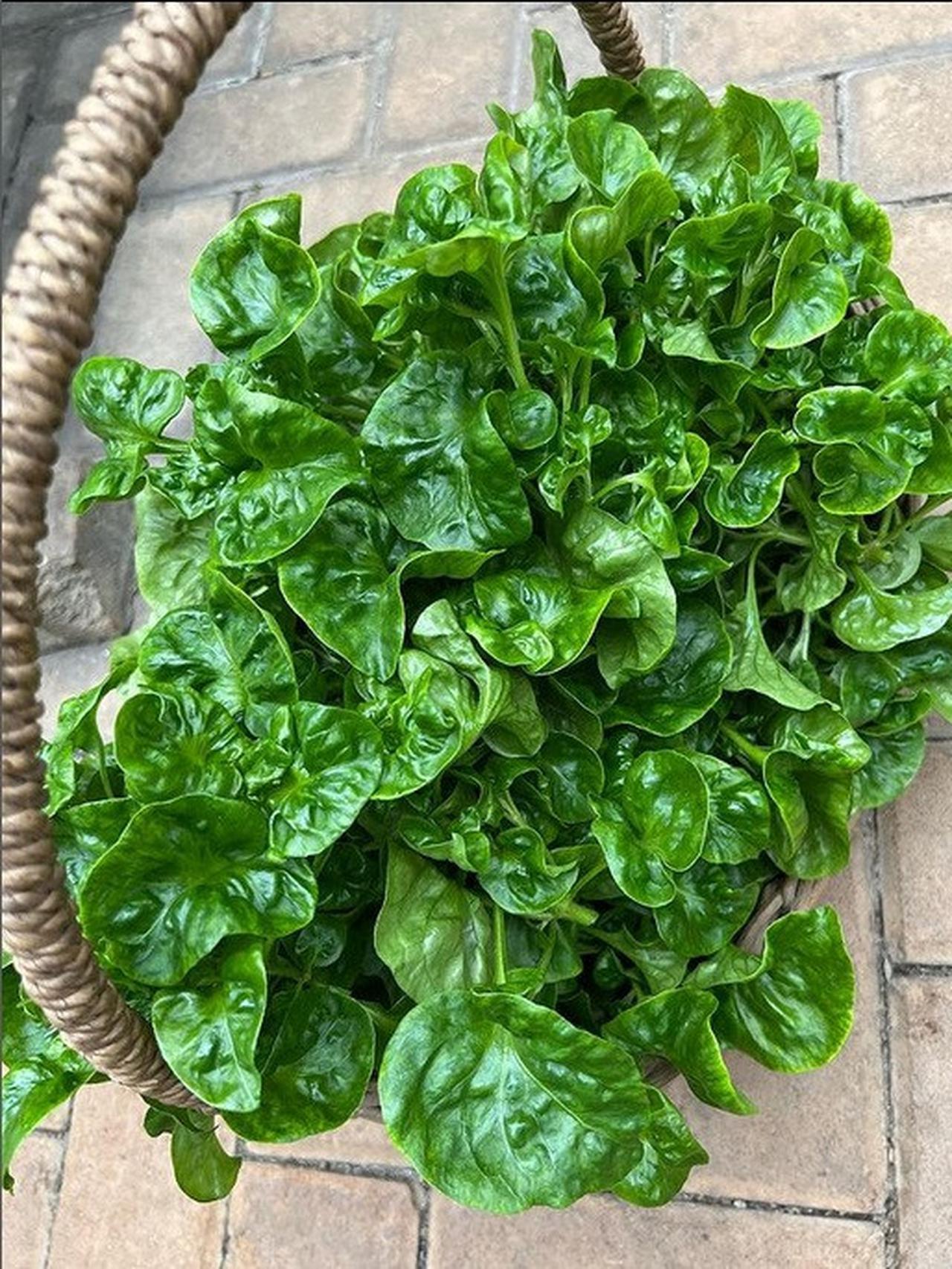10 Manfaat Bayam Brazil, Sayur Kaya Nutrisi yang Bisa Jadi Tanaman Hias