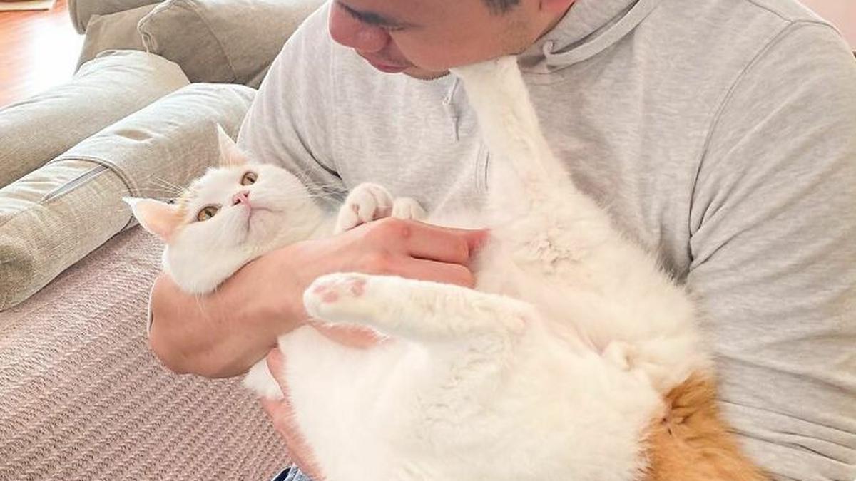 Cara Menunjukkan Kasih Sayang pada Kucing, 6 Hal Ini Perlu Kamu Ketahui ...