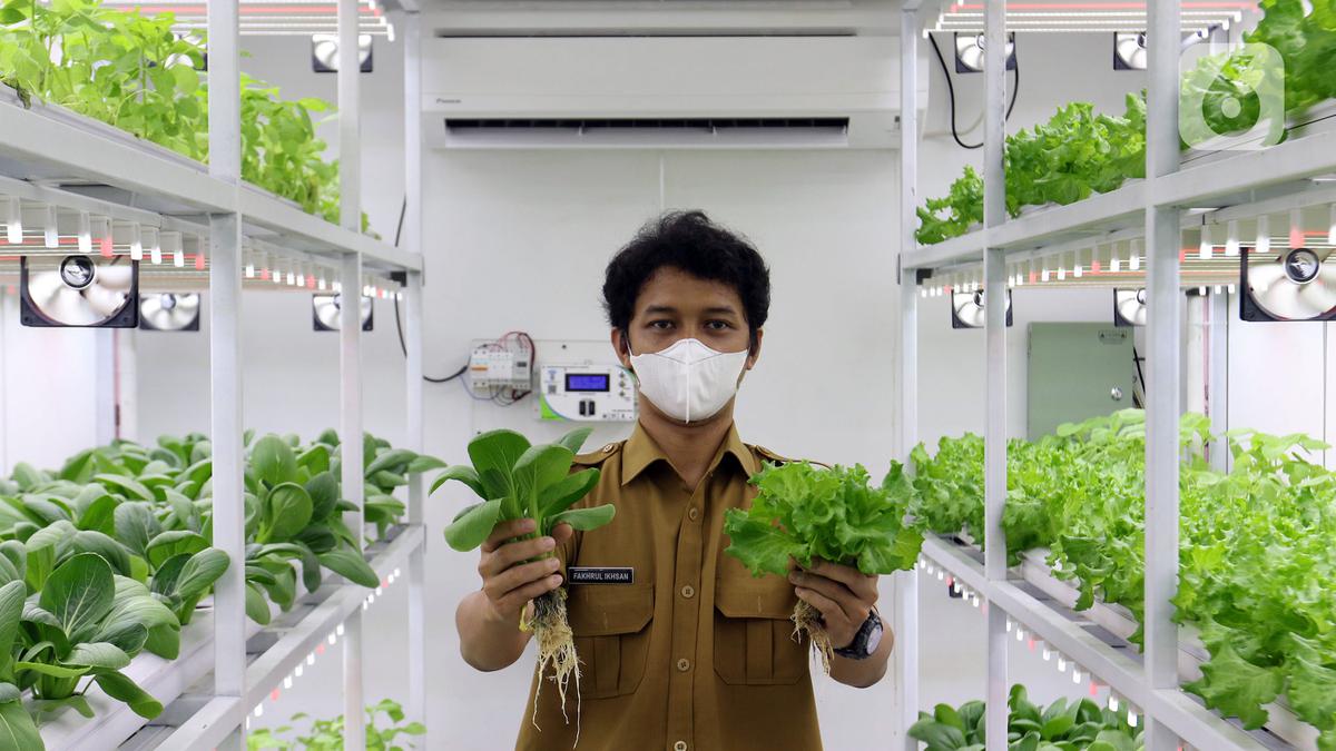 FOTO: Melihat Budidaya Tanaman Hidroponik Dalam Container Farming ...
