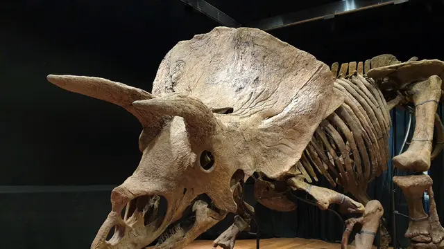 8 Fosil Dinosaurus dengan Bagian Nyaris Lengkap yang Pernah Ditemukan ...