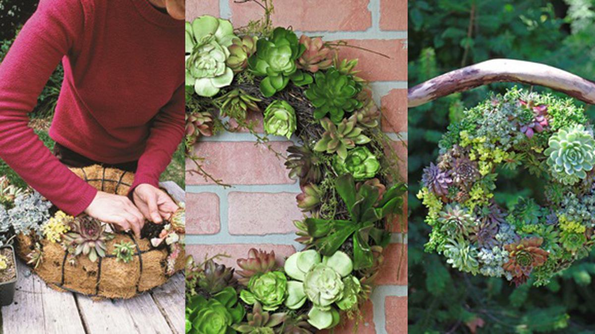 DIY Menanam Sukulen Wreath Untuk Dekorasi Taman - Photo Fimela.com