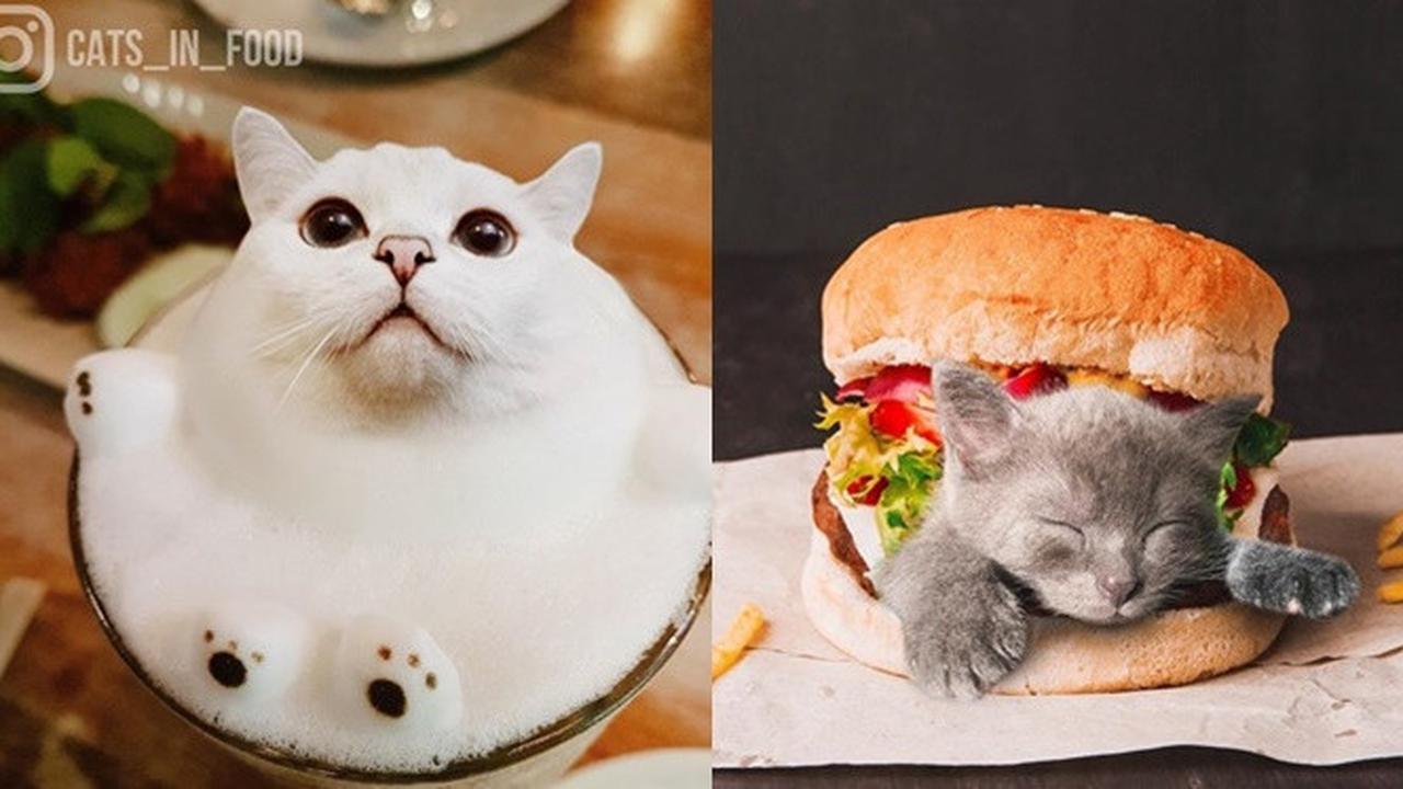 7 Foto Editan Kucing dalam Makanan Ini Kreatif Banget, Bikin Gemes