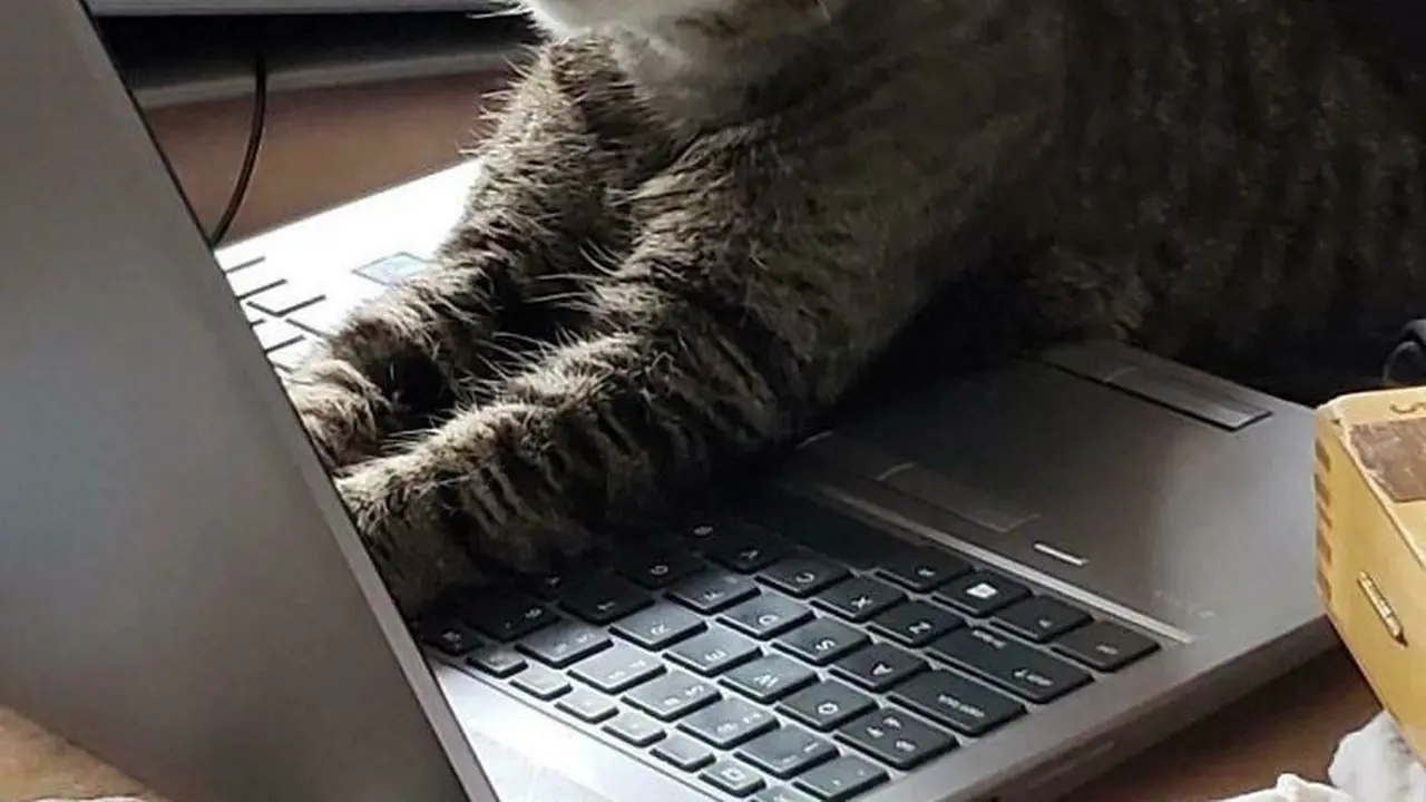 7 Potret Reaksi Lucu Kucing saat Marah, Pamer Taring - Hot Liputan6.com