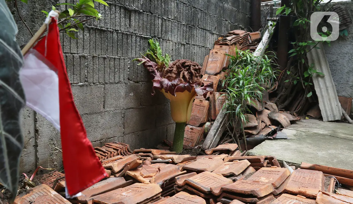 FOTO: Tanaman Mirip Bunga Bangkai Curi Perhatian Warga - Foto Liputan6.com