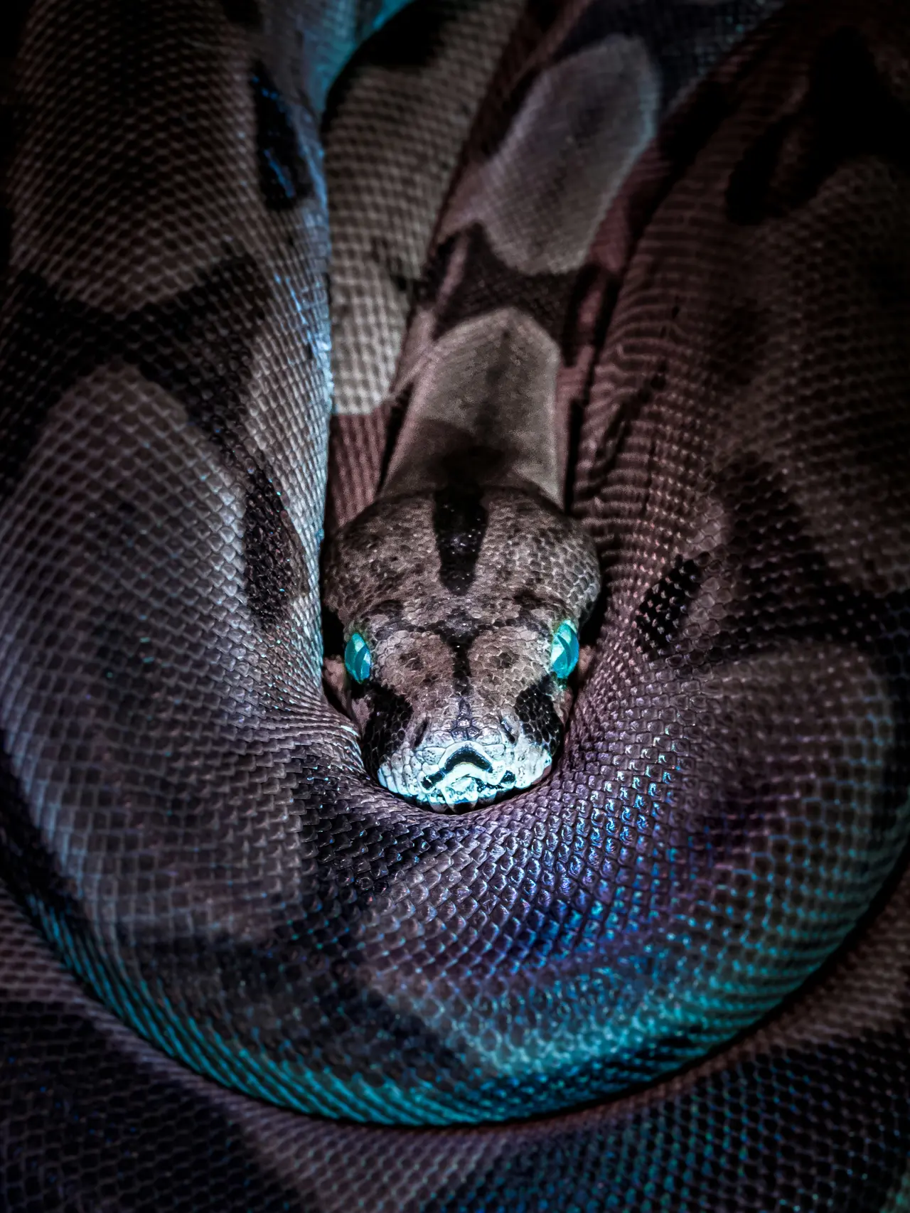 15 Arti Mimpi Digigit Ular, Menurut Primbon Jawa dan Islam - Hot ...