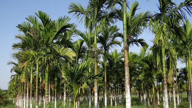 Mitos Pinang Merah yang Perlu Dipahami - Ragam Bola.com