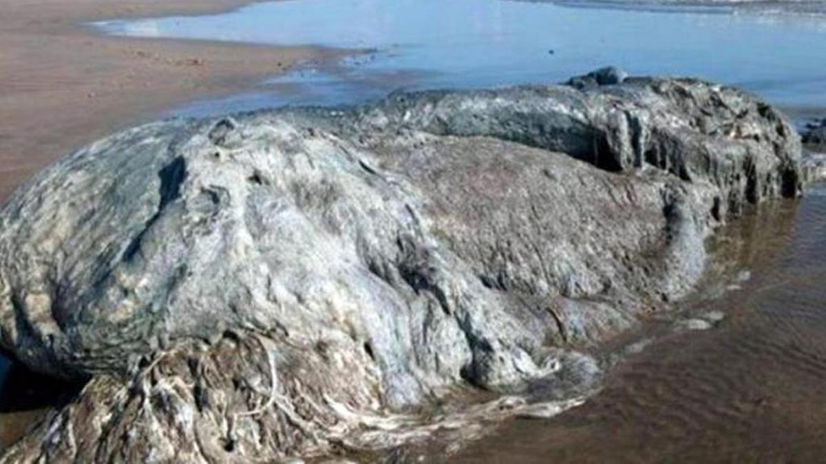 'Monster Mengerikan' yang Terdampar di Pantai Meksiko Ternyata...