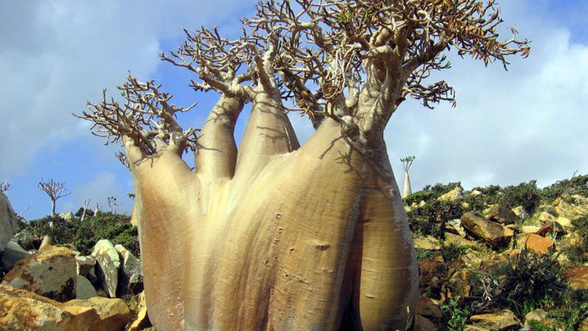 Pohon-Pohon Dengan Bentuk Keren Dari Seluruh Dunia - Photo Fimela.com