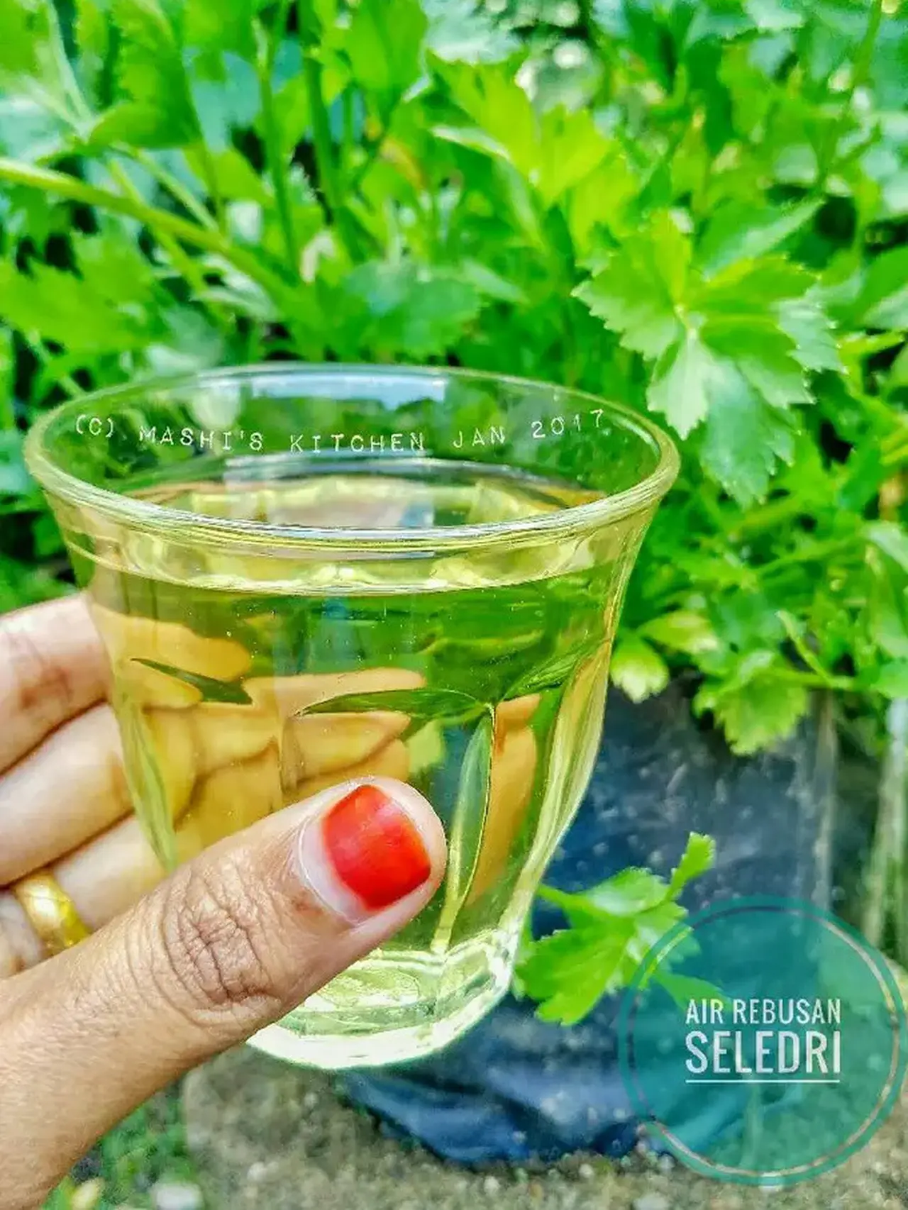 Manfaat Daun Seledri dan Ragam Resep Praktisnya, Baik untuk Kesehatan ...