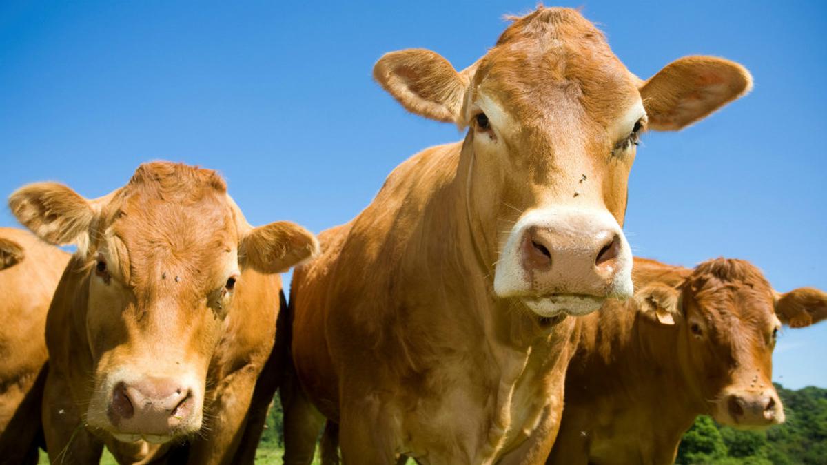 22 Sapi Milik Dinas Mati Mendadak Gara-Gara Keracunan Rumput