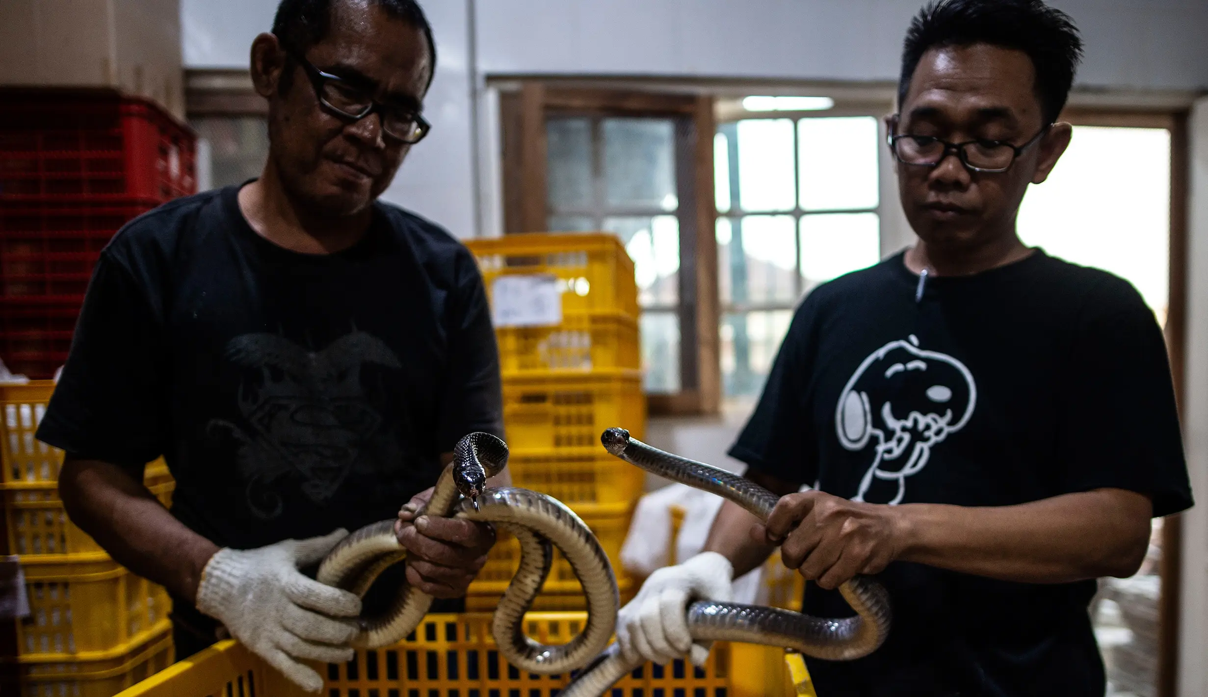 FOTO: Melihat Proses Pengemasan Ekspor Ular Hidup ke China - Foto ...