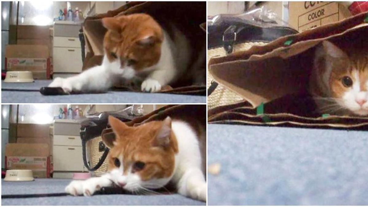 Kucing Lucu Dengan Kemampuan Mencakar Secepat Cahaya
