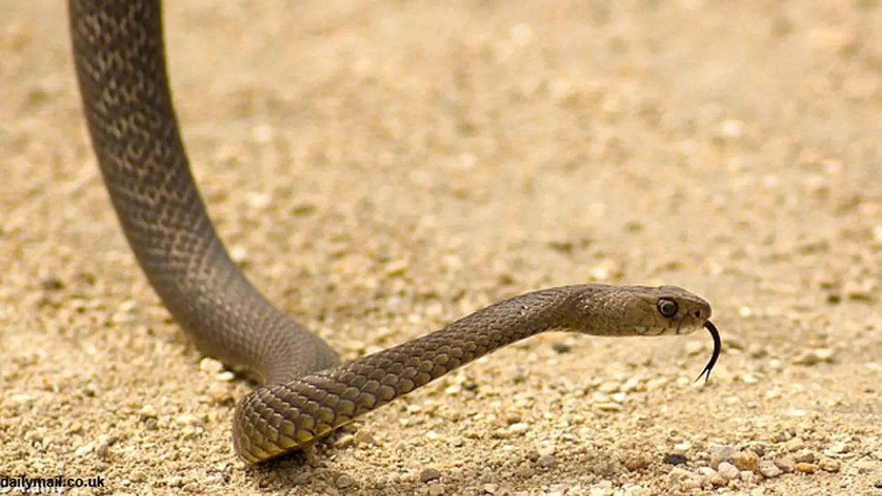 Sedang Buang Air di Toilet, Kemaluan Pria Israel Digigit Ular - Global ...