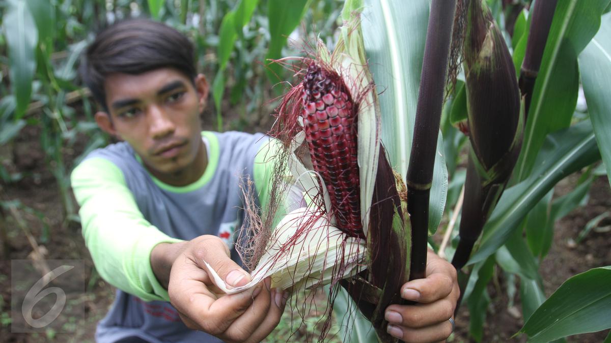 Kebun Bibit Casamora di Ciganjur Gelar Panen Raya Jagung Merah - Bisnis ...