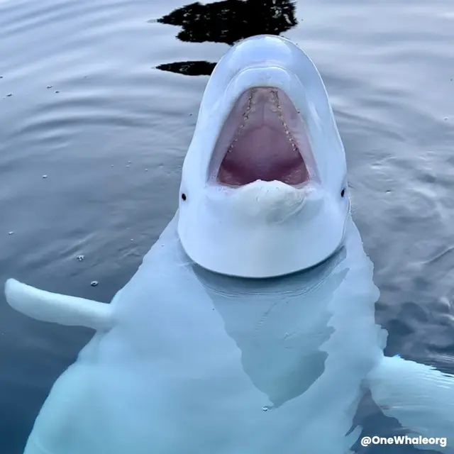 6 Fakta Menarik Paus Beluga Si Kepala Melon - Global Liputan6.com