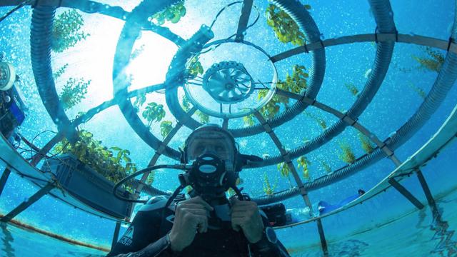 Nemo's Garden Jadi yang Pertama di Dunia Menanam Tanaman di Bawah Laut ...