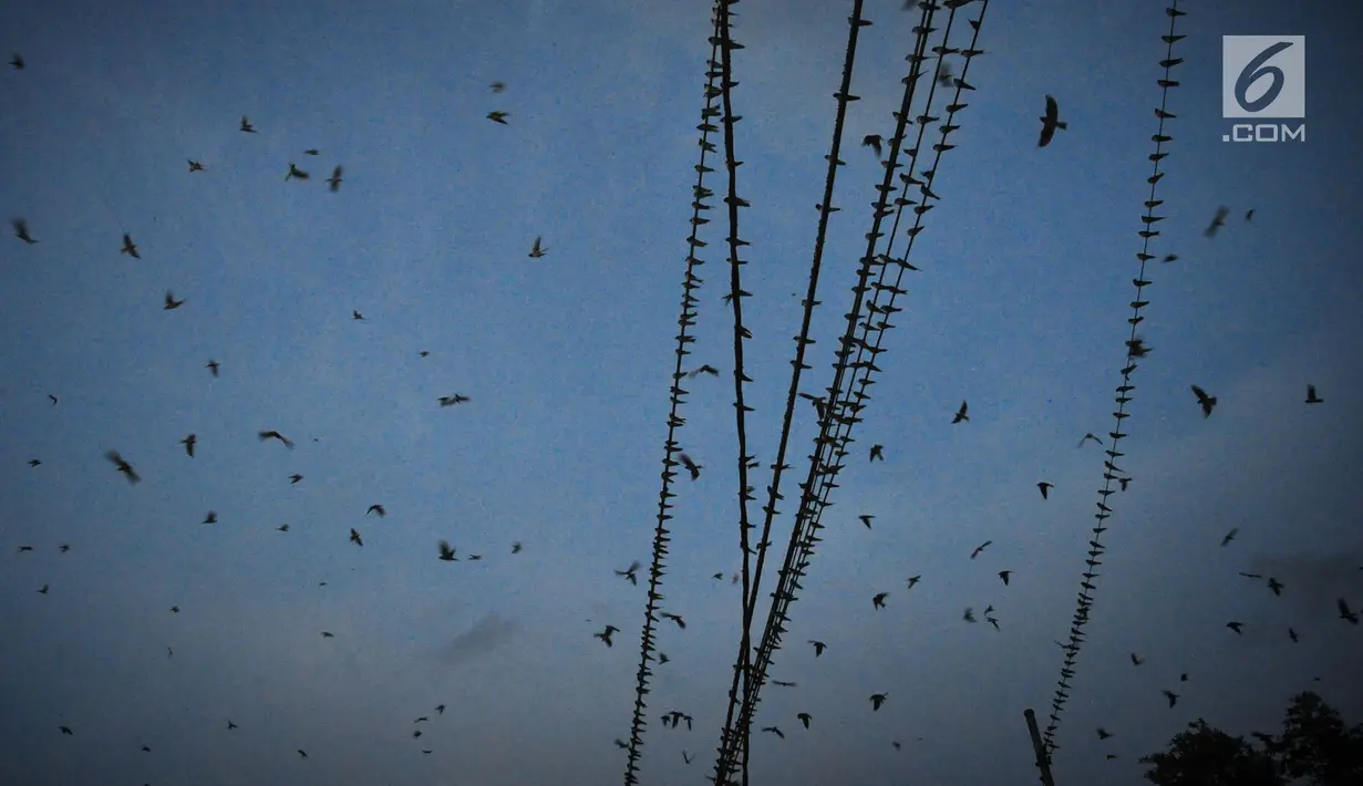 FOTO: Ribuan Burung Migrasi Penuhi Langit Kota Semarang - Foto Liputan6.com
