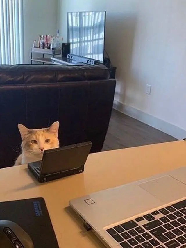 6 Aksi Kucing Bak Teknisi IT Ini Lucu Banget, Serius Depan Komputer ...