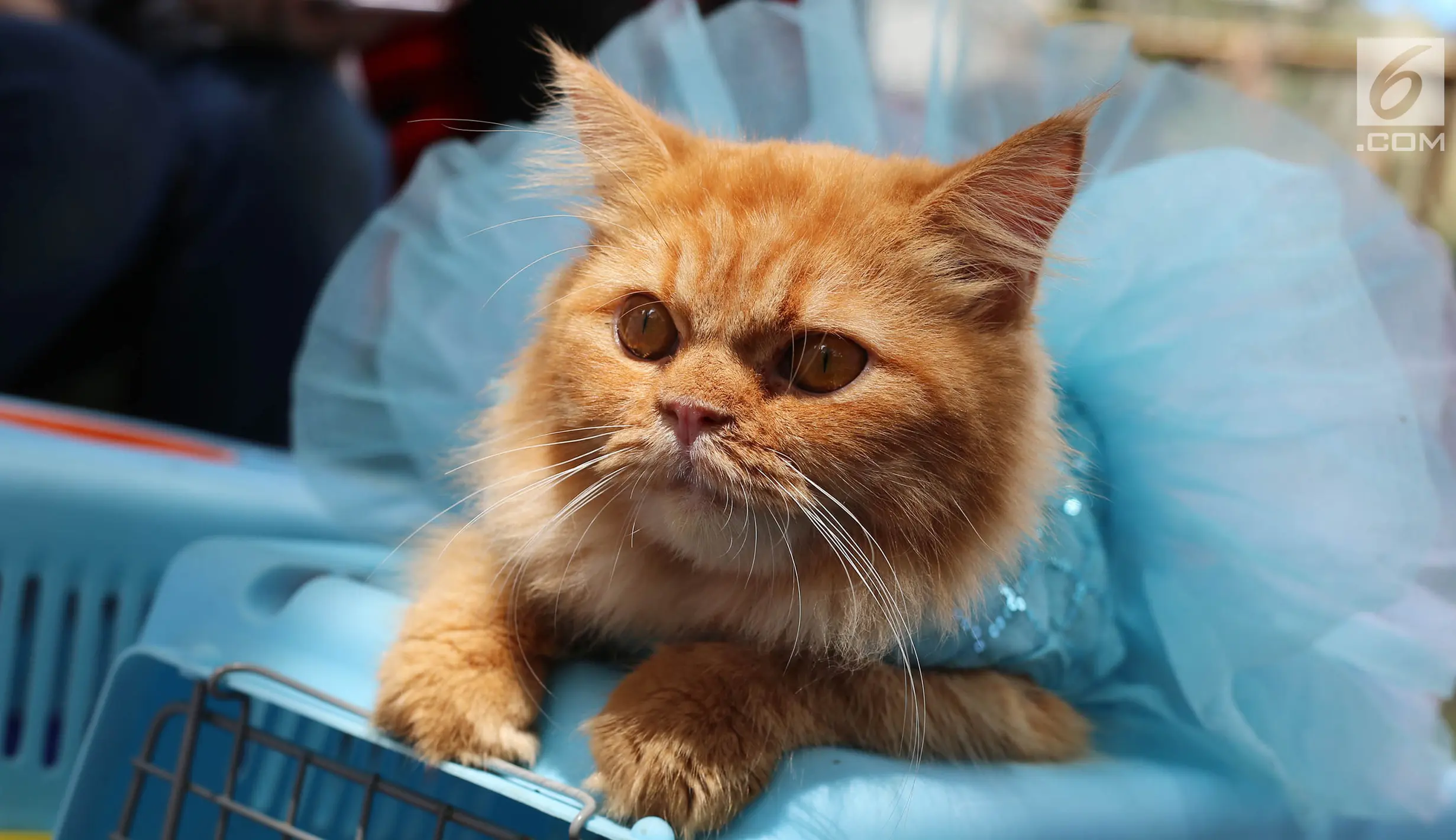 FOTO: Para Kucing Bersaing Mirip Bobby The Cat Milik Prabowo - Foto ...