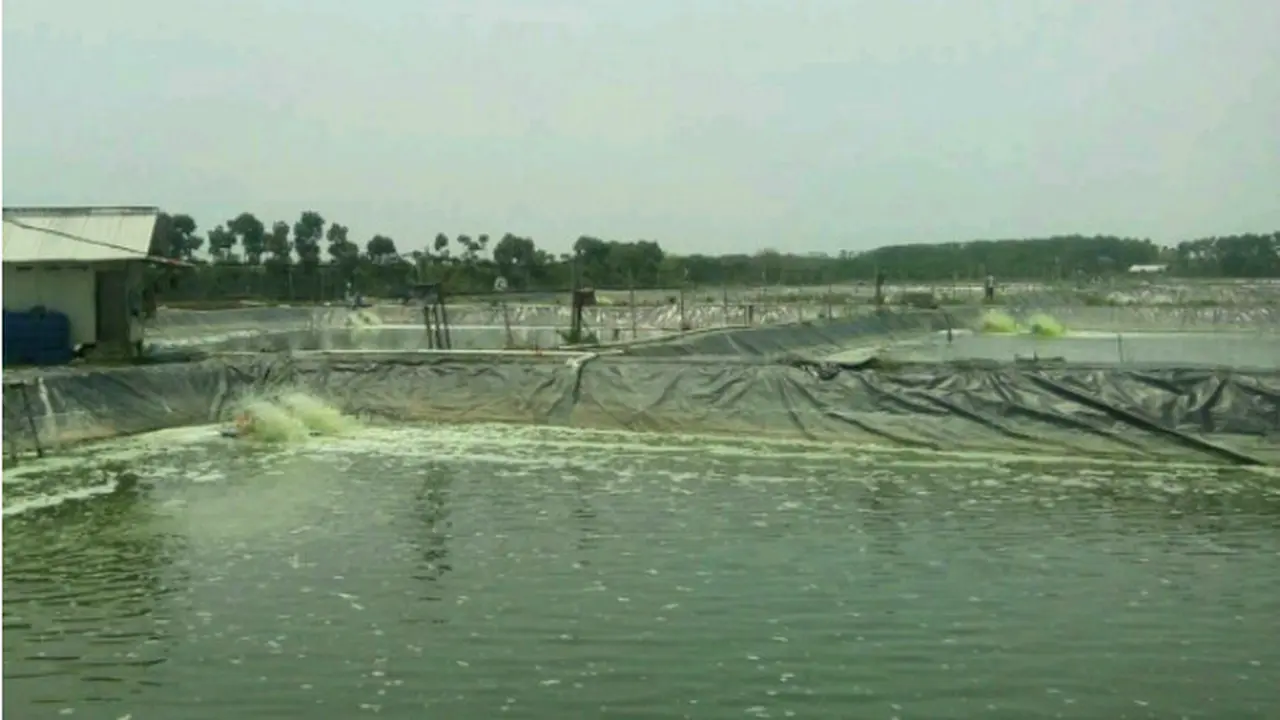 KKP Kembangkan Model Tambak Udang Modern, Hasilkan 40 Ton per Hektare ...