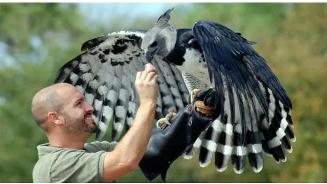 Elang Harpy, Burung Elang Terbesar dan Terkuat di Dunia yang Melegenda ...