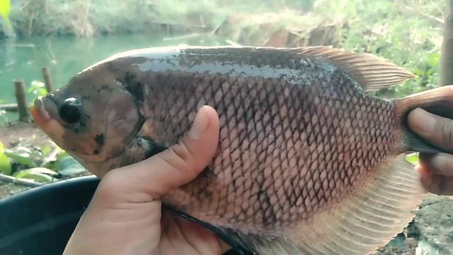7 Jenis Ikan Gurame yang Cepat Besar dan Cepat Panen, Pertimbangan ...