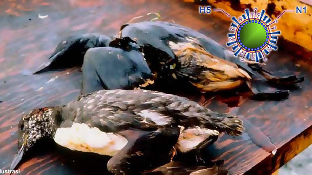 Ini Tanda Kalau Manusia Tertular Virus Flu Burung Jenis Baru - Health ...