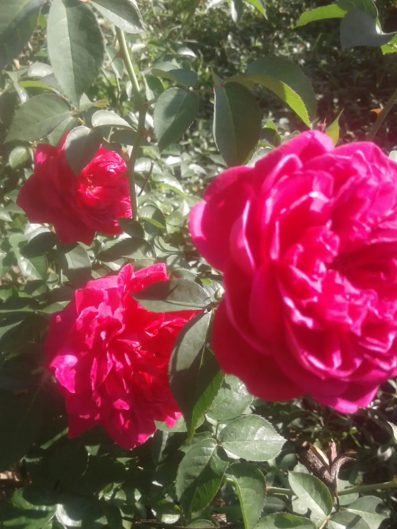 Semerbak Cairan Mawar Hasil Olahan Santri di Garut Saat Pandemi ...