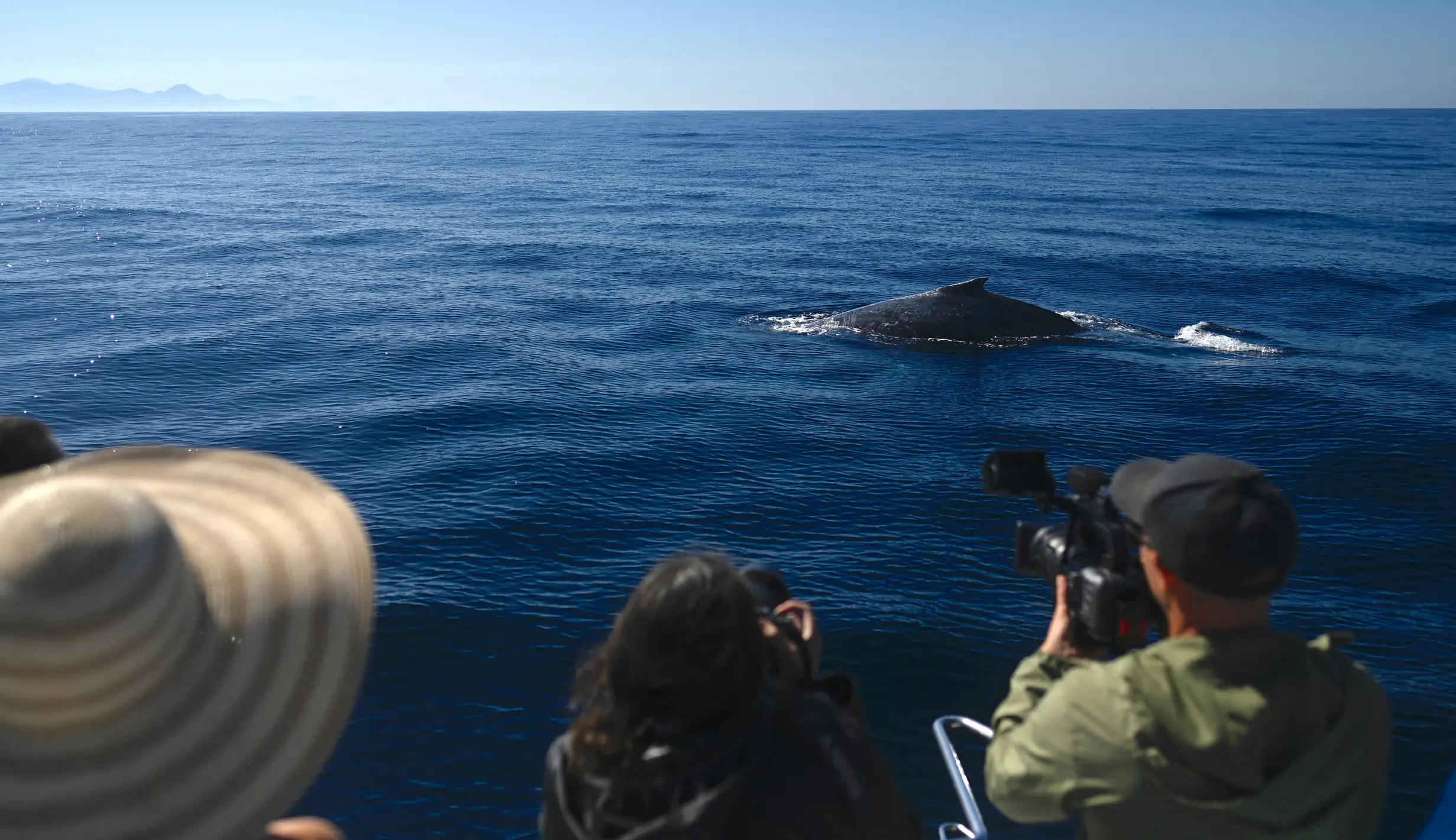 Wisata Mengamati Paus Dimulai di Brasil - Foto Liputan6.com