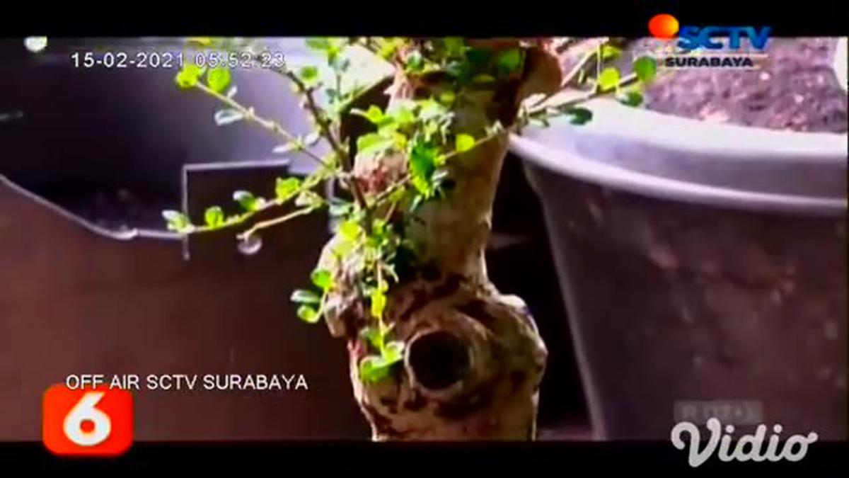 VIDEO: Mengenal Bagaimana Budi Daya Tanaman Bonsai - Surabaya Liputan6.com