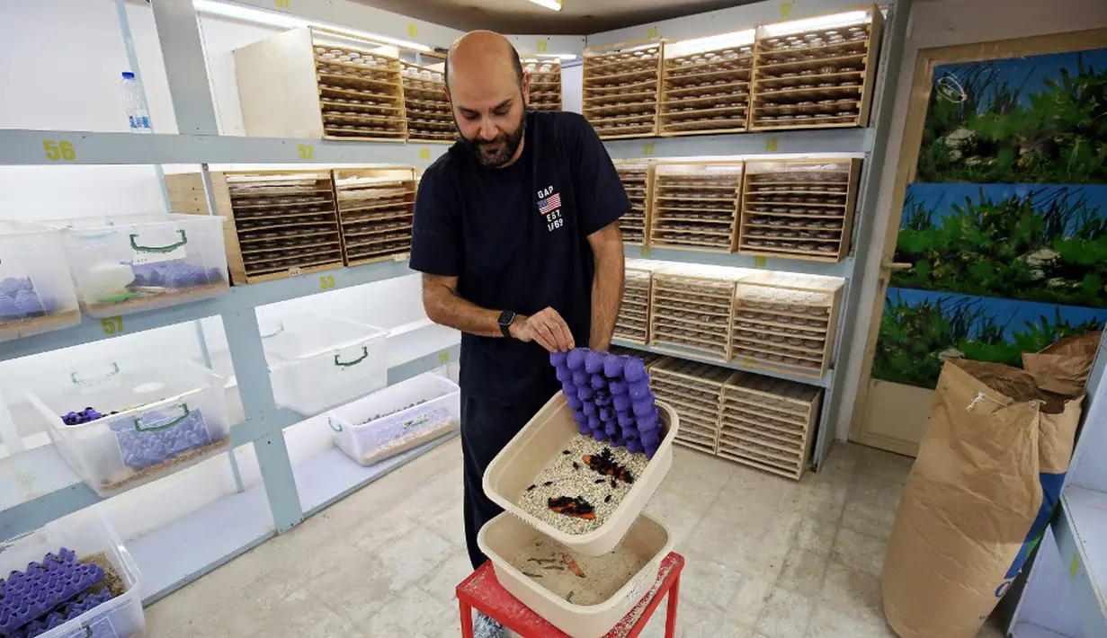 FOTO: Melihat Peternakan Cacing Super di Kuwait - Foto Liputan6.com