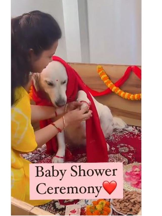 Wanita Beri Kejutan Baby Shower untuk Anjing Peliharaan, Ini 6 Potret ...