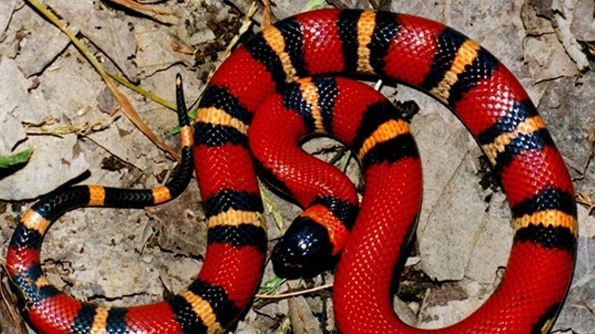 Bikin Kaget, Ular Eksotik AS Merayap di Tempat Sampah McDonald's ...