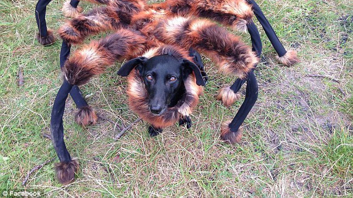 Kemunculan 'Laba-Laba' Raksasa Gegerkan Dunia - Lifestyle Liputan6.com