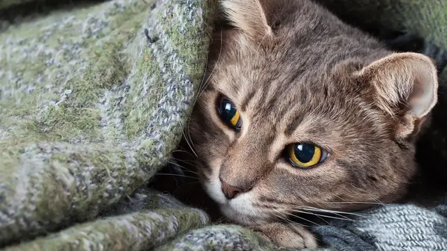 Gaya Tidur Kucing yang Unik, Sembunyi dan Split Level - Ragam Bola.com