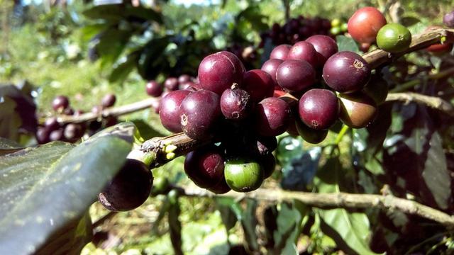 Aroma Wine dalam Sececap Kopi Arabika Lereng Gunung Slamet - Regional ...