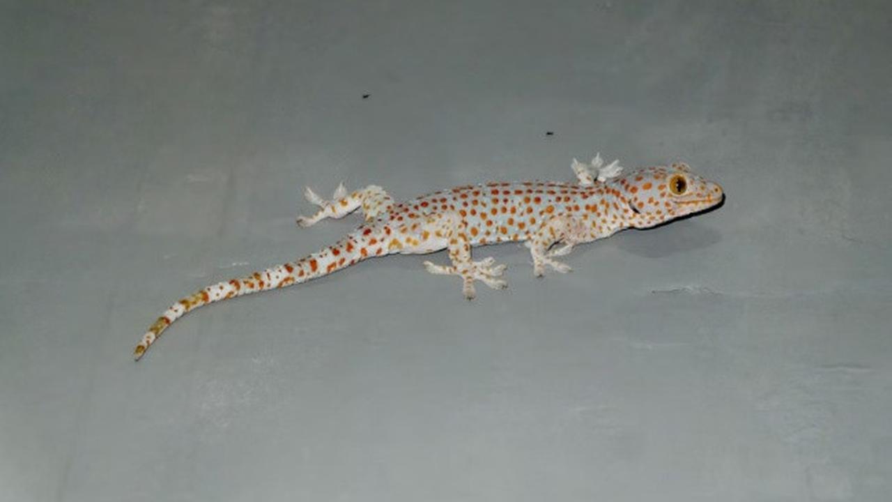 Mengulas Tuntas Berbagai Jenis Cicak yang Ada di Rumah, Dari Tembok ...