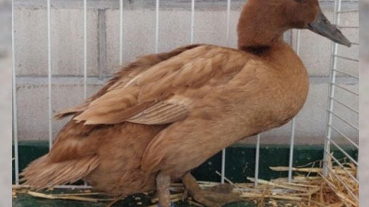9 Jenis Bebek Petelur yang Tahan Penyakit, Perawatan Mudah dan Minim Risiko