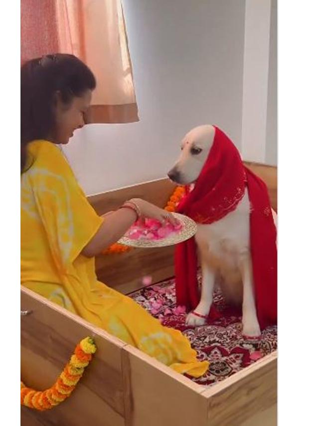 Wanita Beri Kejutan Baby Shower untuk Anjing Peliharaan, Ini 6 Potret ...
