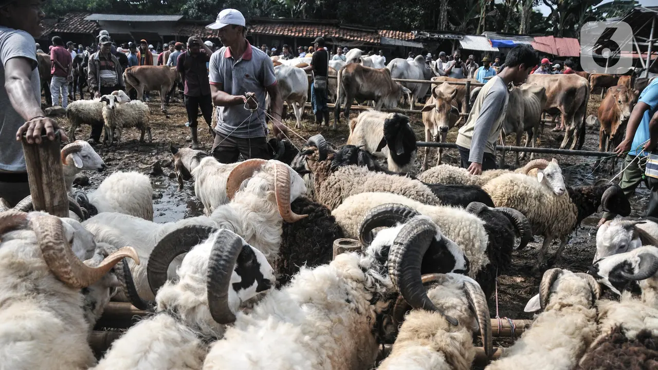 Terbaru, Daftar Harga Domba dan Sapi Kurban 2025 Mulai dari Rp 2,9 Jutaan - Citizen6 Liputan6.com