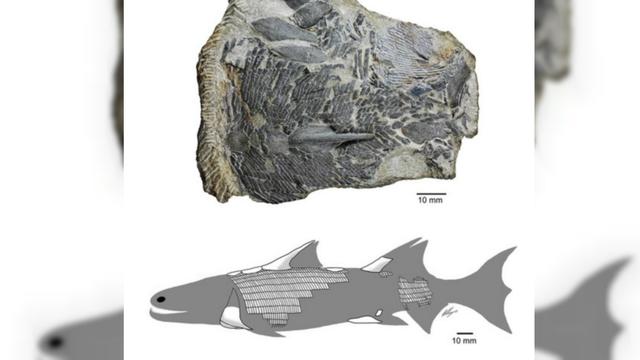 Bocah 10 Tahun Temukan Fosil Ikan Kadal yang Ternyata... - Global ...