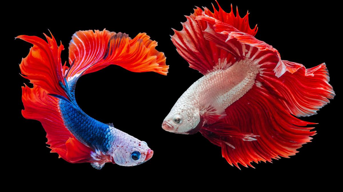 6 Cara Merawat Ikan Cupang Yang Mudah Untuk Pemula Hot