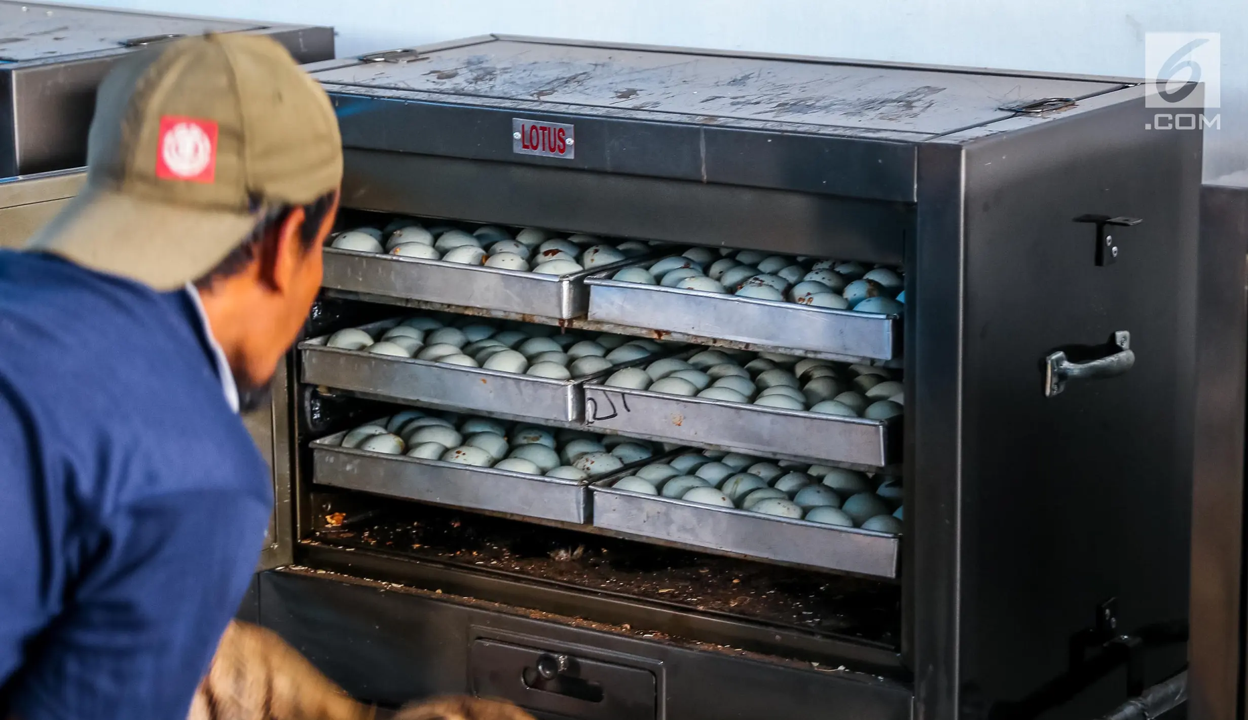 Melihat Proses Pembuatan Telur Asin Oleh-Oleh Khas Brebes - Foto ...