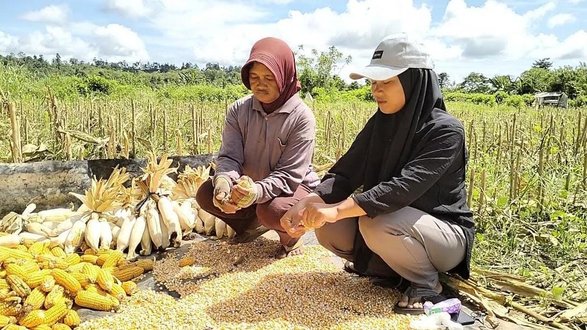 Program Tekad, Demplot Jagung Ubah Tihuana dari Desa Tertinggal Menuju ...