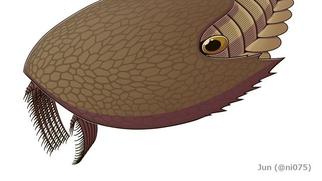 Titanokorys Gainesi, Fosil 'Raksasa' Berusia 500 Juta Tahun yang ...