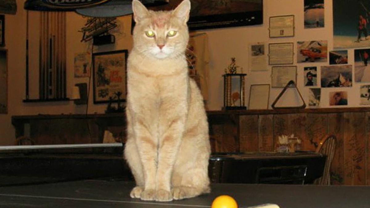 Kucing yang Jadi Walikota Alaska Dianiaya! Tersangkanya: Anjing ...