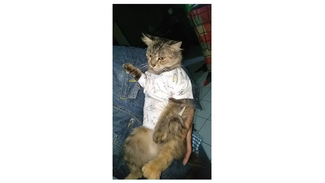 6 Potret Lucu Kucing saat Pakai Baju Ini Bikin Cengar-cengir - Hot ...