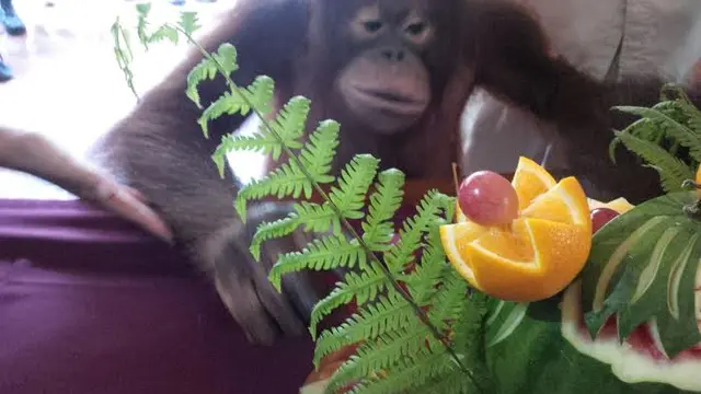 Lahir Saat Tsunami Aceh, Orang Utan Ini Rayakan Ulang Tahun - News ...