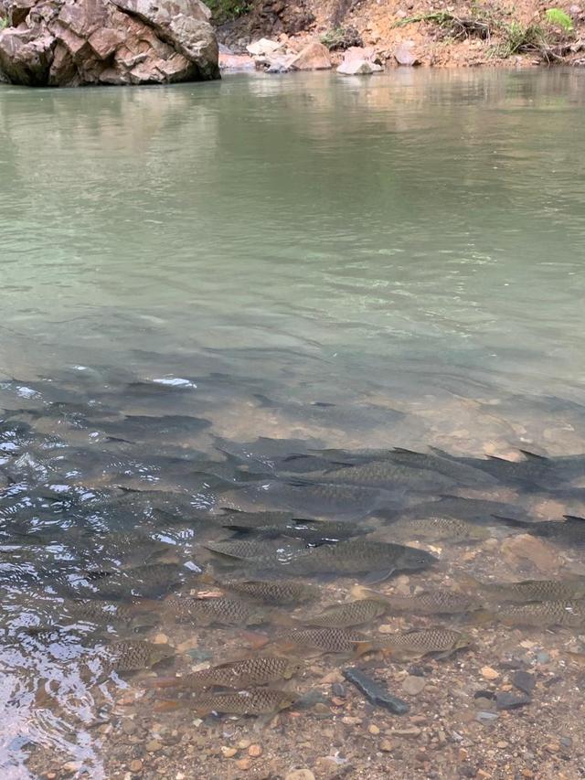 Melihat Keunikan Wisata Fish Spa Sungai Luanti di Sabah, Malaysia