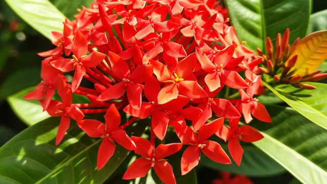 8 Jenis Pohon Kecil Berbunga untuk Teras Rumah yang Cantik dan Mudah ...